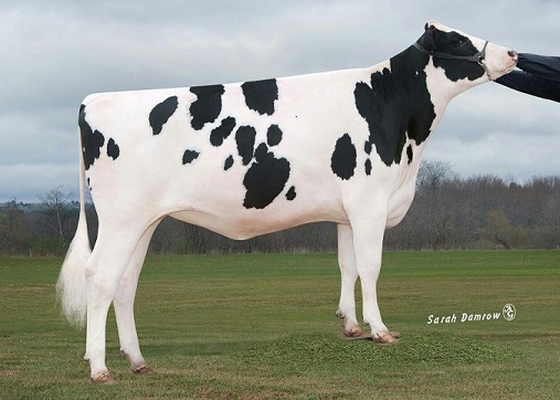 Too Much Milk, Really? – Educated Cowpuncher